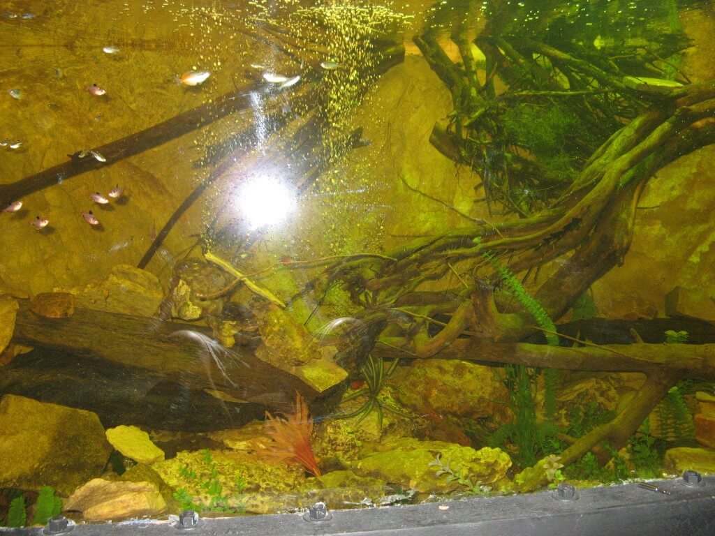 Aquarium Safe Waterproof Paint | Fish Safe Waterproof Paint