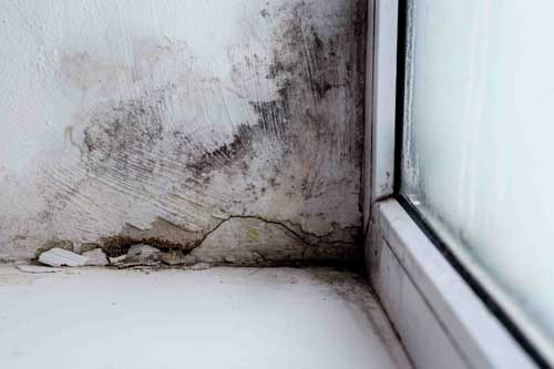 What Causes Mold and Mildew in a House | SANI-TRED